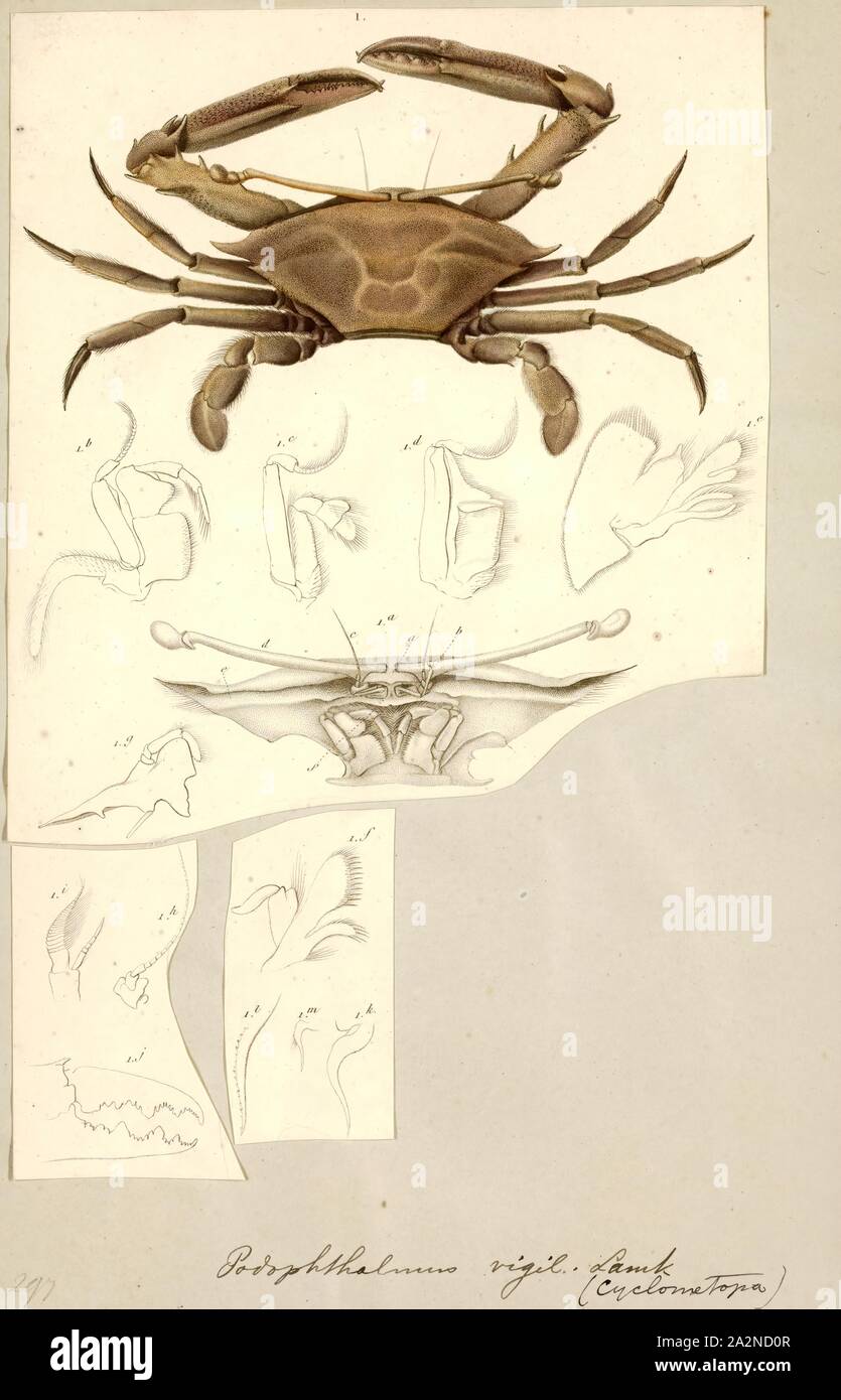 Podophthalmus vigil Banque de photographies et d’images à haute ...