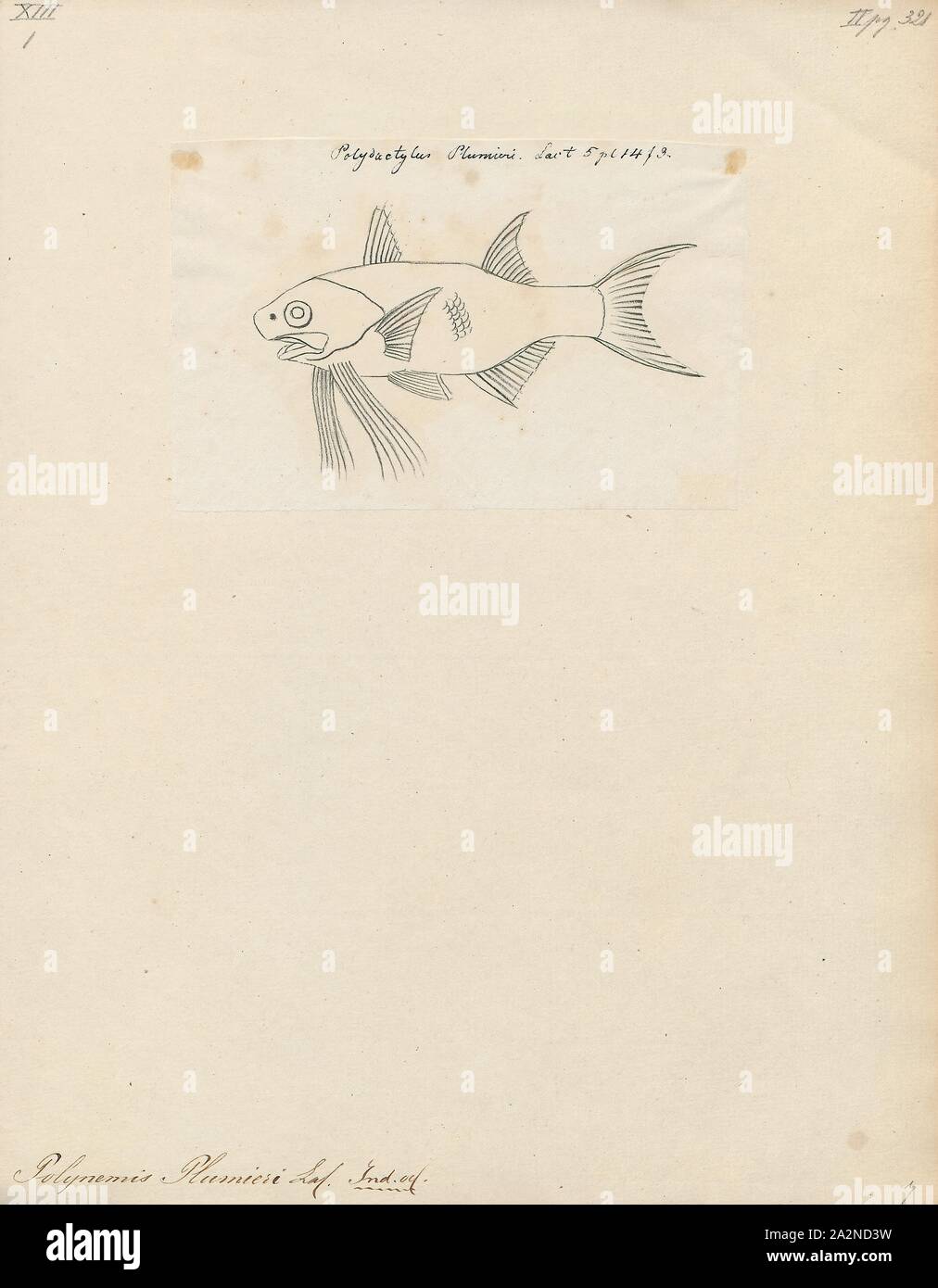 Polynemus Banque de photographies et d’images à haute résolution - Alamy