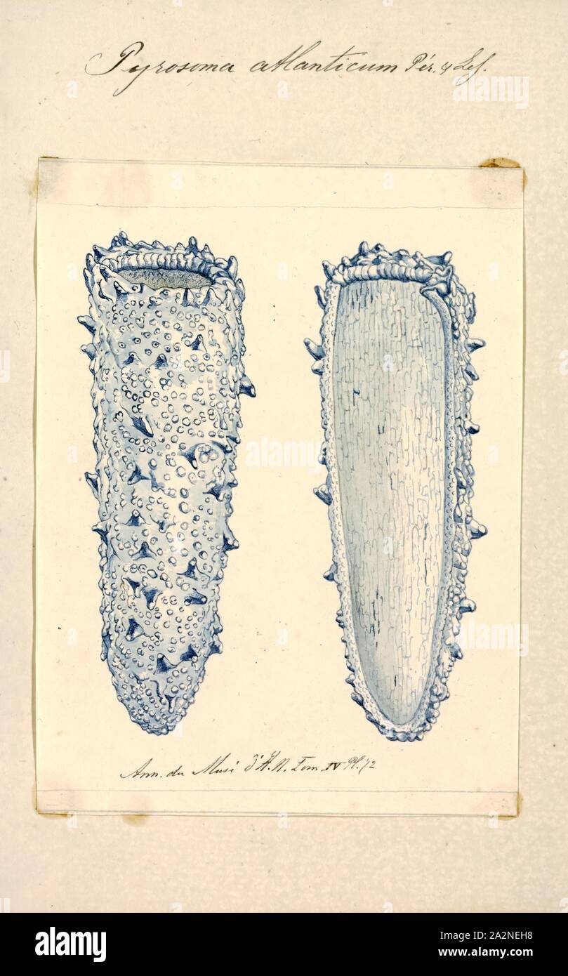 Pelagic species Banque de photographies et d’images à haute résolution ...