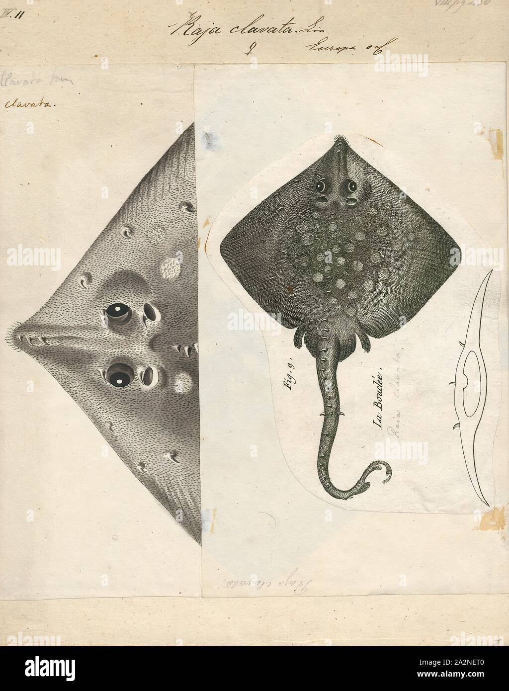 Raja clavata, Imprimer, le Thornback ray (Raja clavata), ou thornback ...