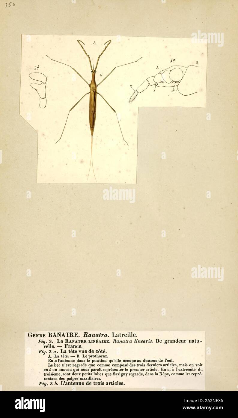 Insectes prédateurs minces Banque de photographies et d’images à haute ...