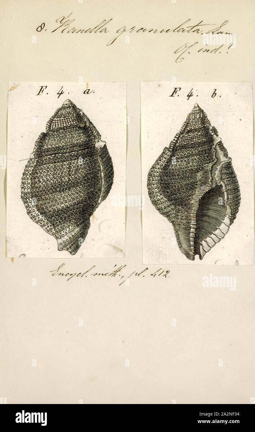 Ranella granulata Banque de photographies et d’images à haute ...