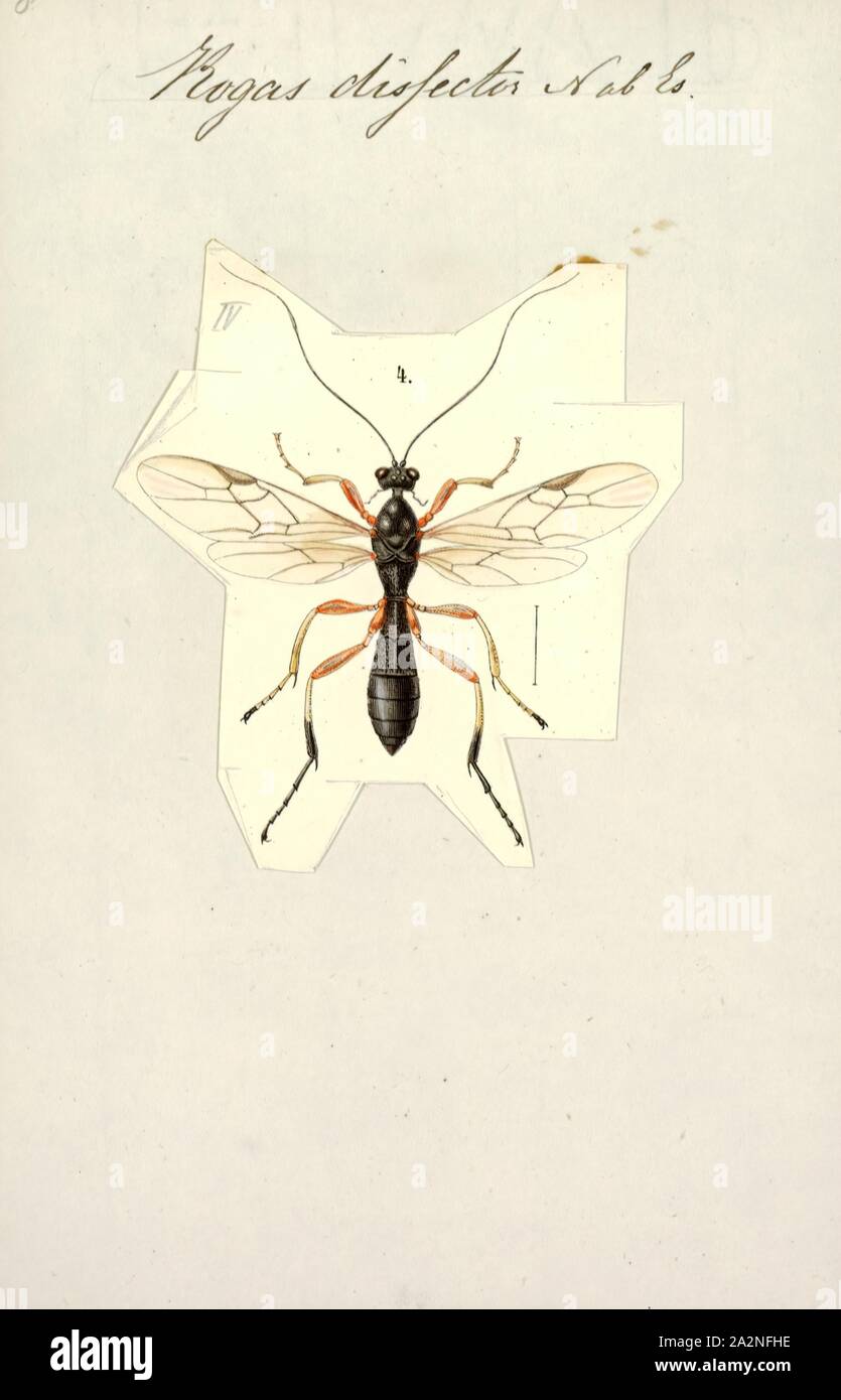 Braconid Wasps Braconidae Banque d'image et photos - Alamy