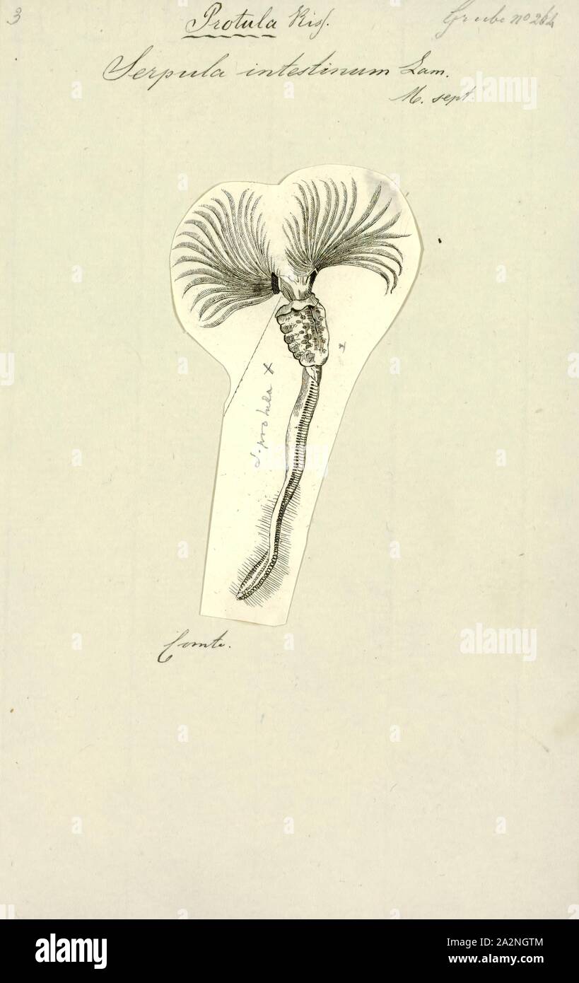 Serpula intestinum Banque de photographies et d’images à haute ...