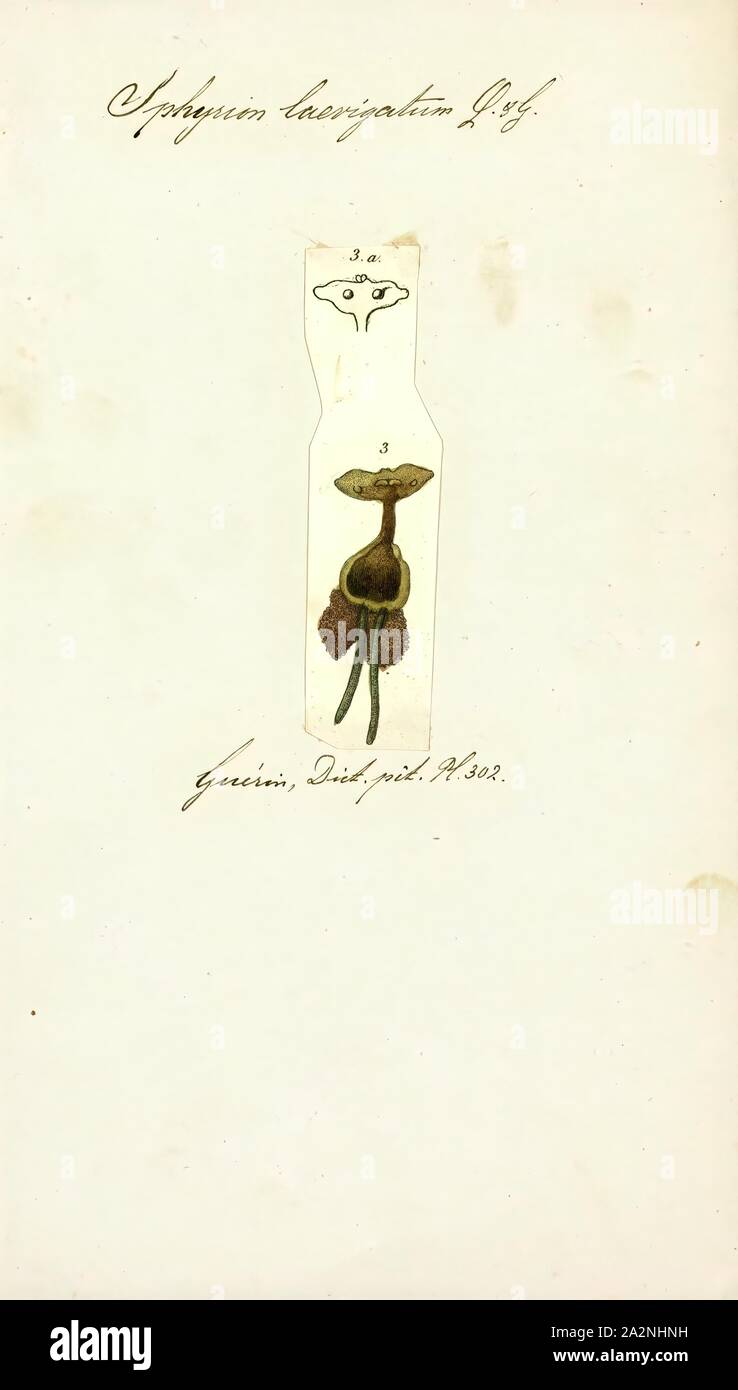 Sphyrion laevigatum Banque de photographies et d’images à haute ...