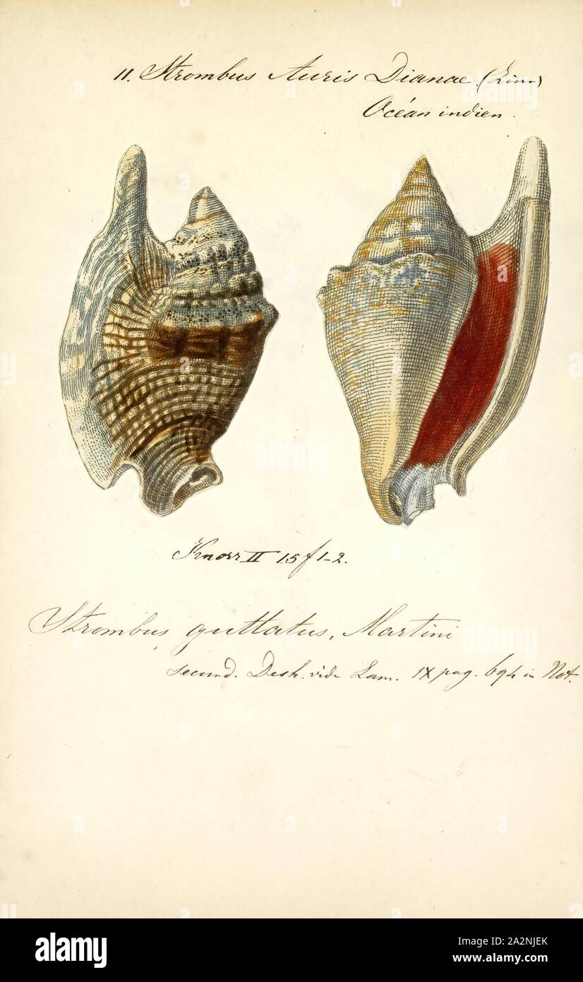 Strombus auris dianae Banque de photographies et d’images à haute ...