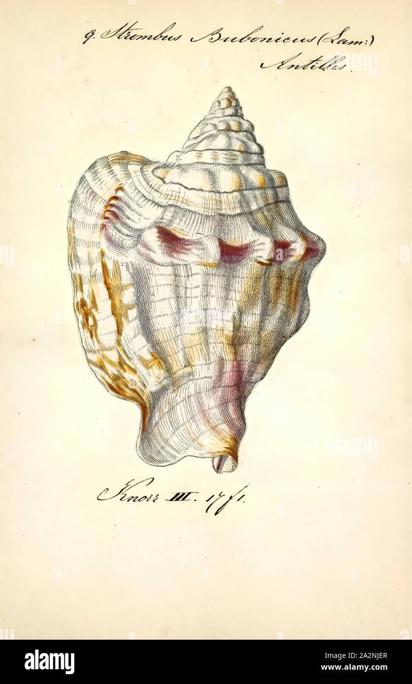 Strombus bubonicus Banque de photographies et d’images à haute ...