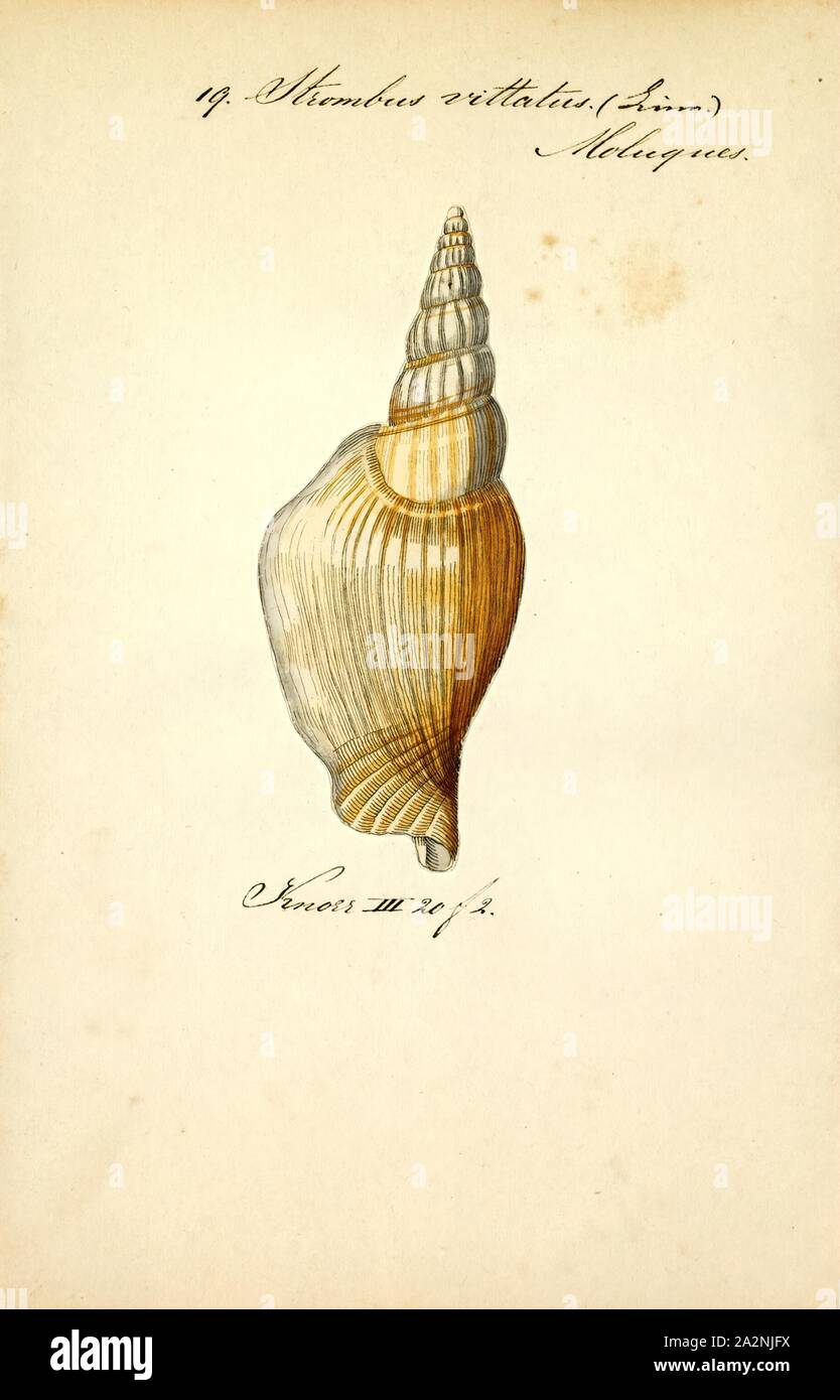 Strombus vittatus Banque de photographies et d’images à haute ...
