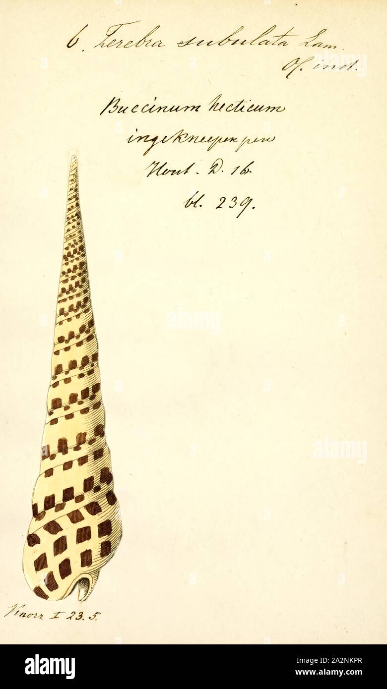 Terebra subulata, Imprimer, Terebra subulata est une espèce de pseudoscorpions de la famille ...