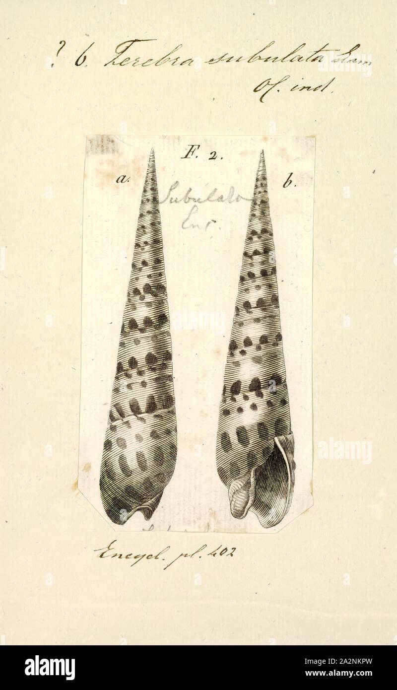 Terebra subulata, Imprimer, Terebra subulata est une espèce de ...