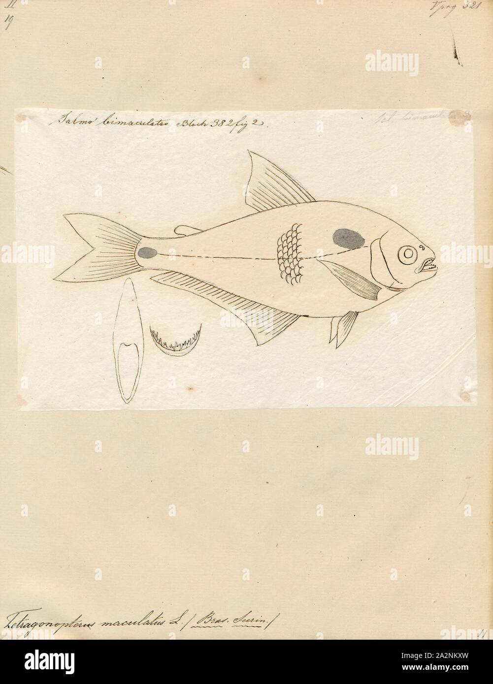 Tetragonopterus maculatus Banque de photographies et d’images à haute ...