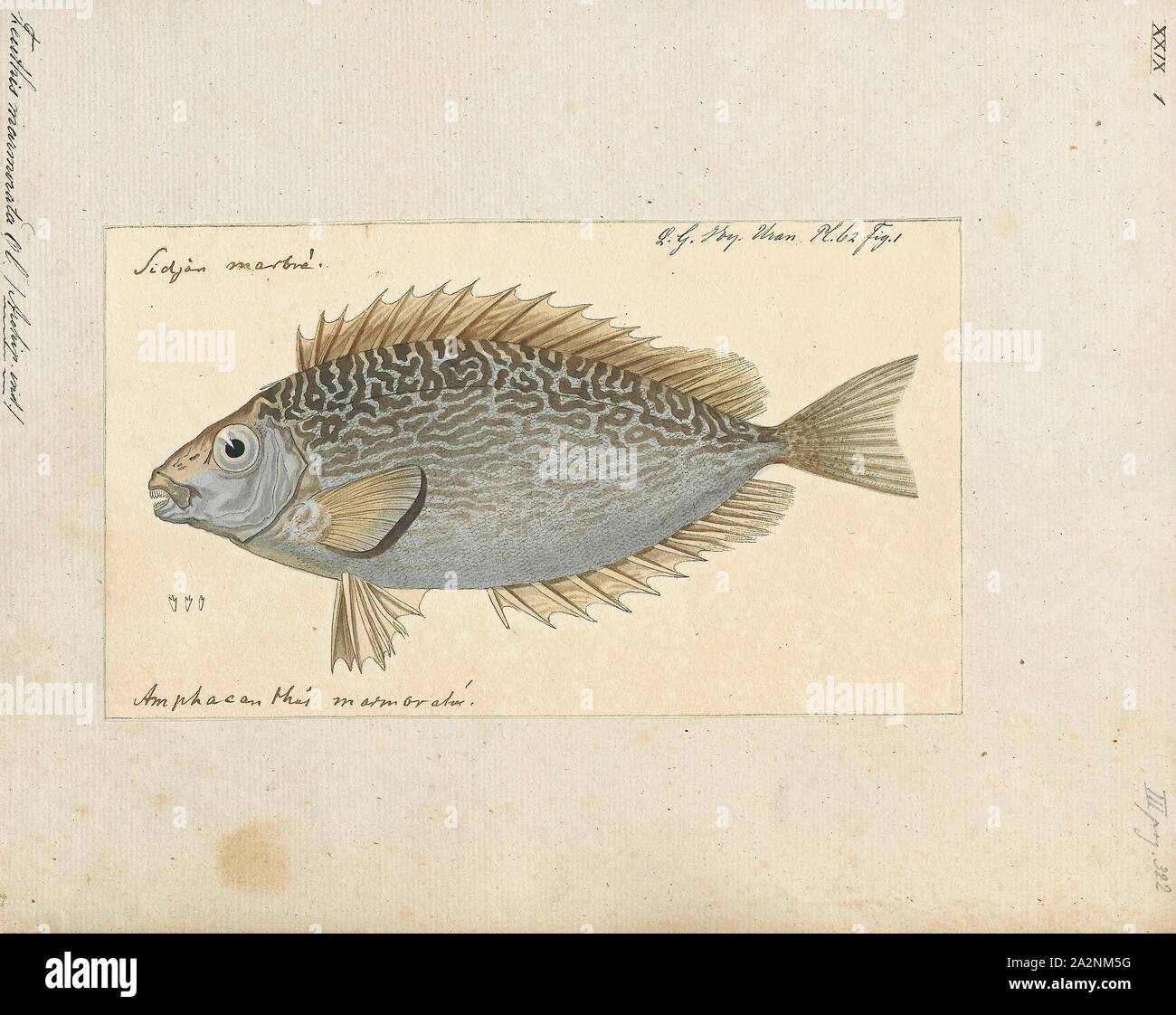 Teuthis marmorata Banque de photographies et d’images à haute ...