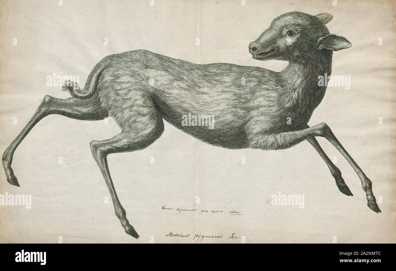 Tragulus pygmaeus Banque de photographies et d’images à haute ...