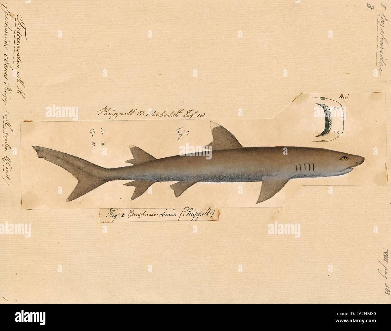 Espèces de requins Banque de photographies et d’images à haute ...