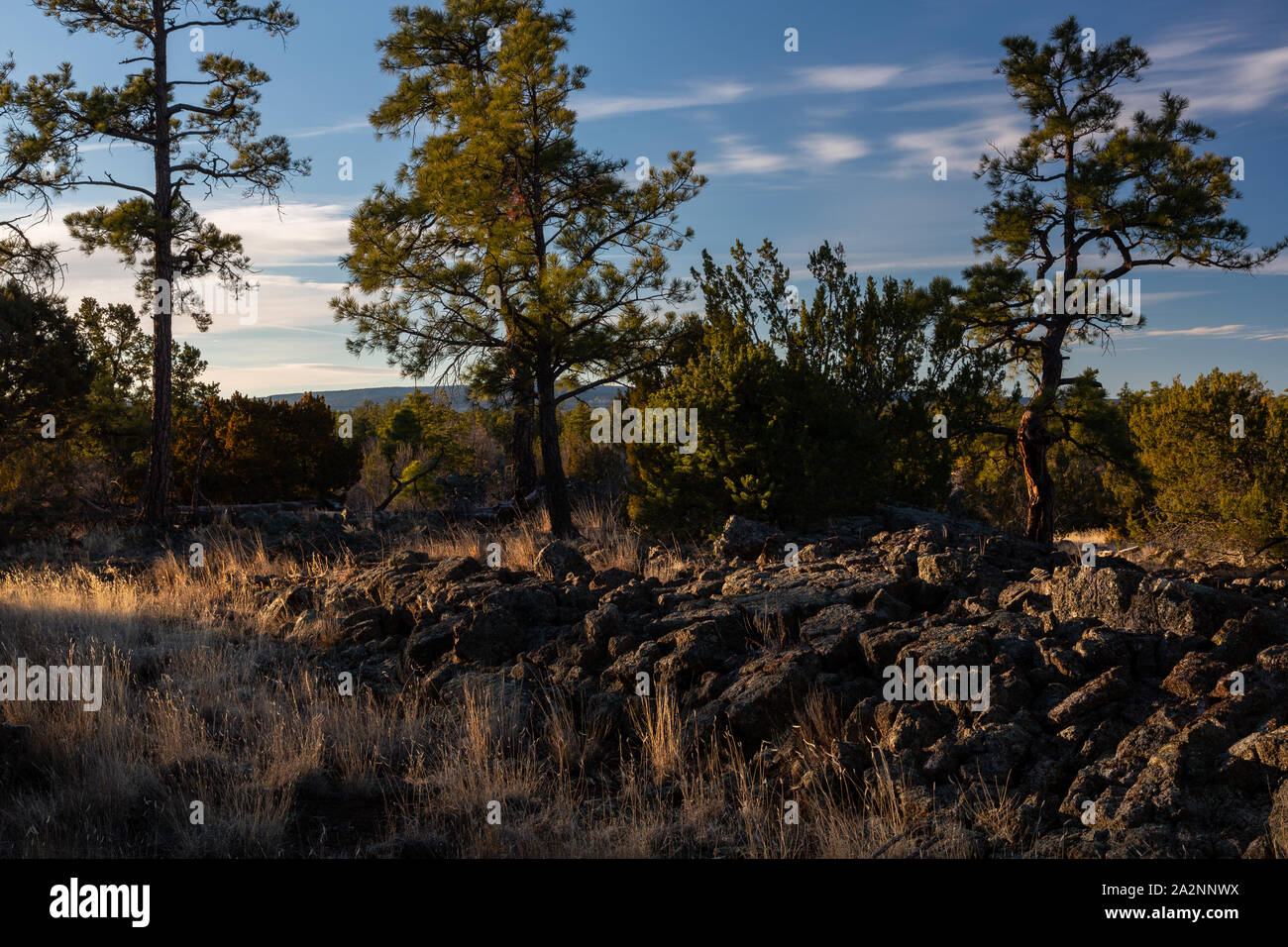 Le pin ponderosa les arbres croissant à partir d'anciennes coulées de ...