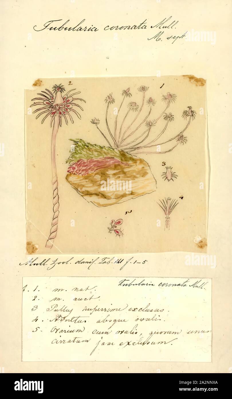 Tubularia coronata Banque de photographies et d’images à haute ...