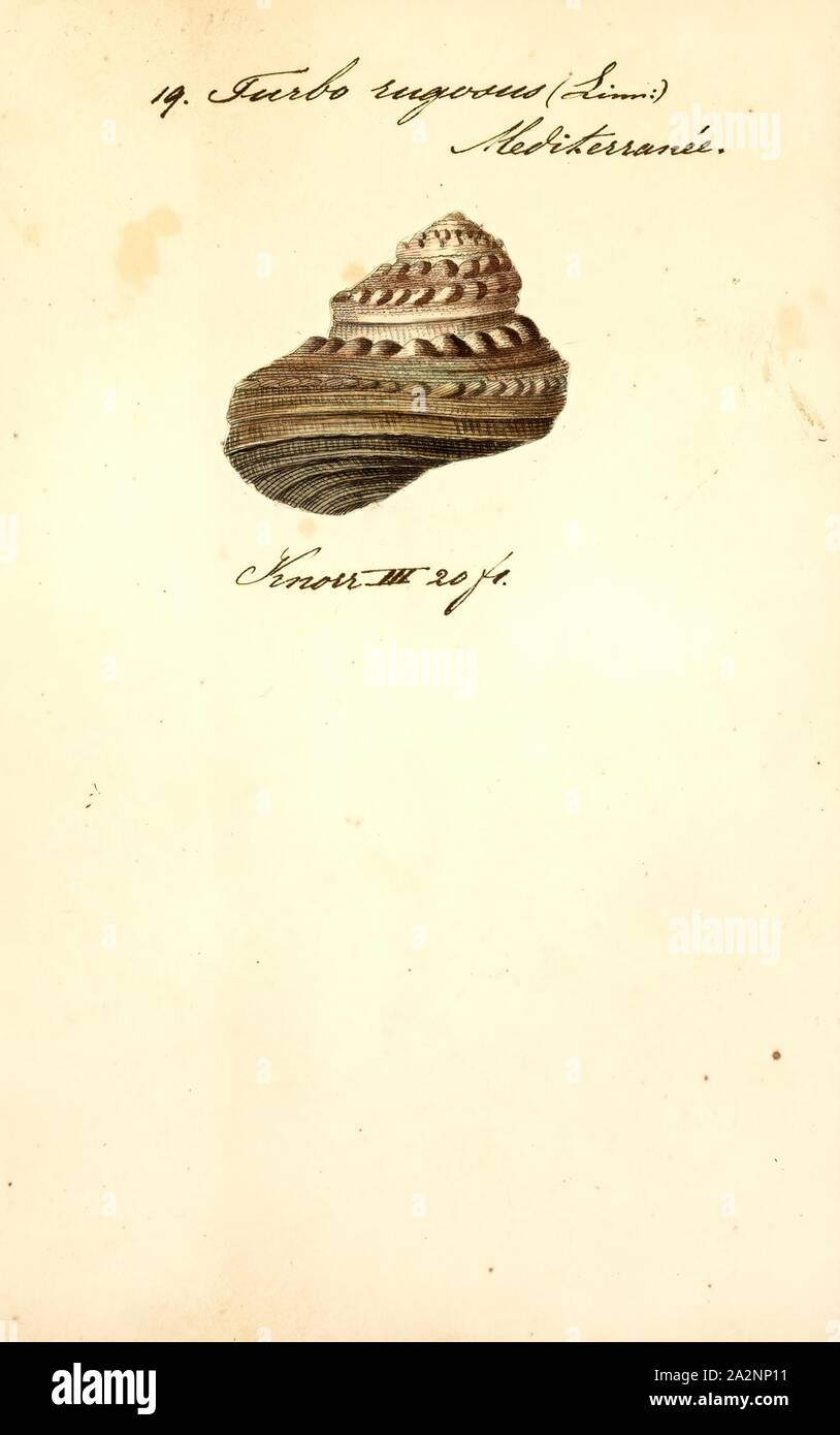 Turbo rugosus, Imprimer, Bolma rugosa est une espèce de gros escargot ...