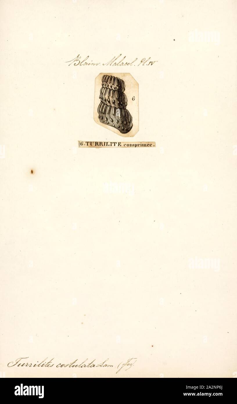 Turrilites costulata Banque de photographies et d’images à haute ...