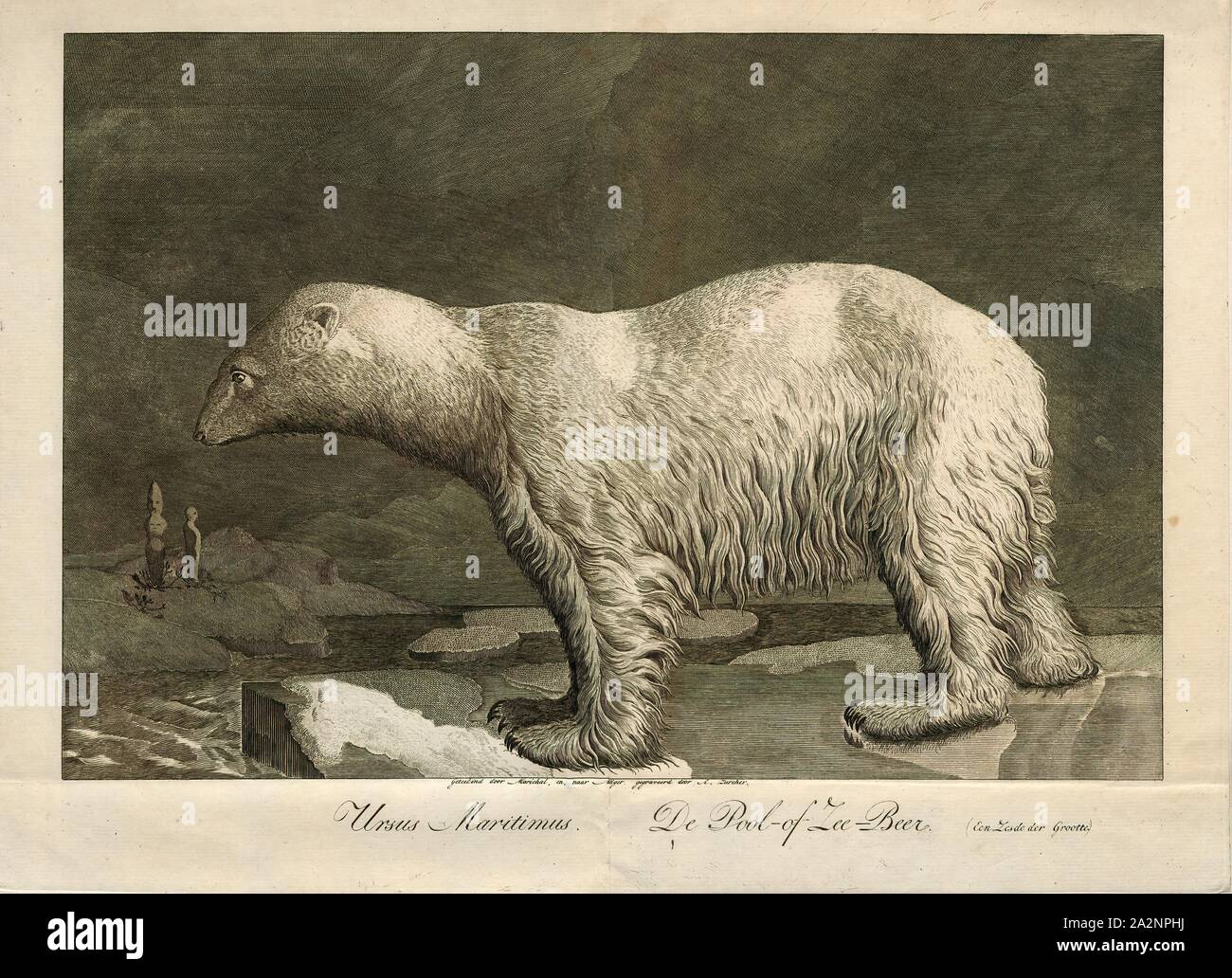 Plus grands carnivores terrestres Banque de photographies et d’images à ...