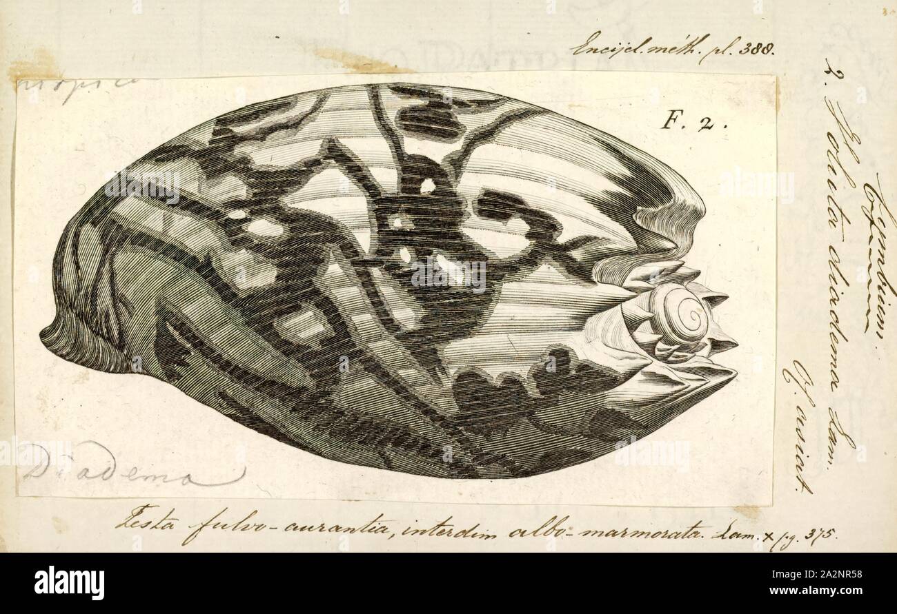 Voluta diadema Banque de photographies et d’images à haute résolution ...