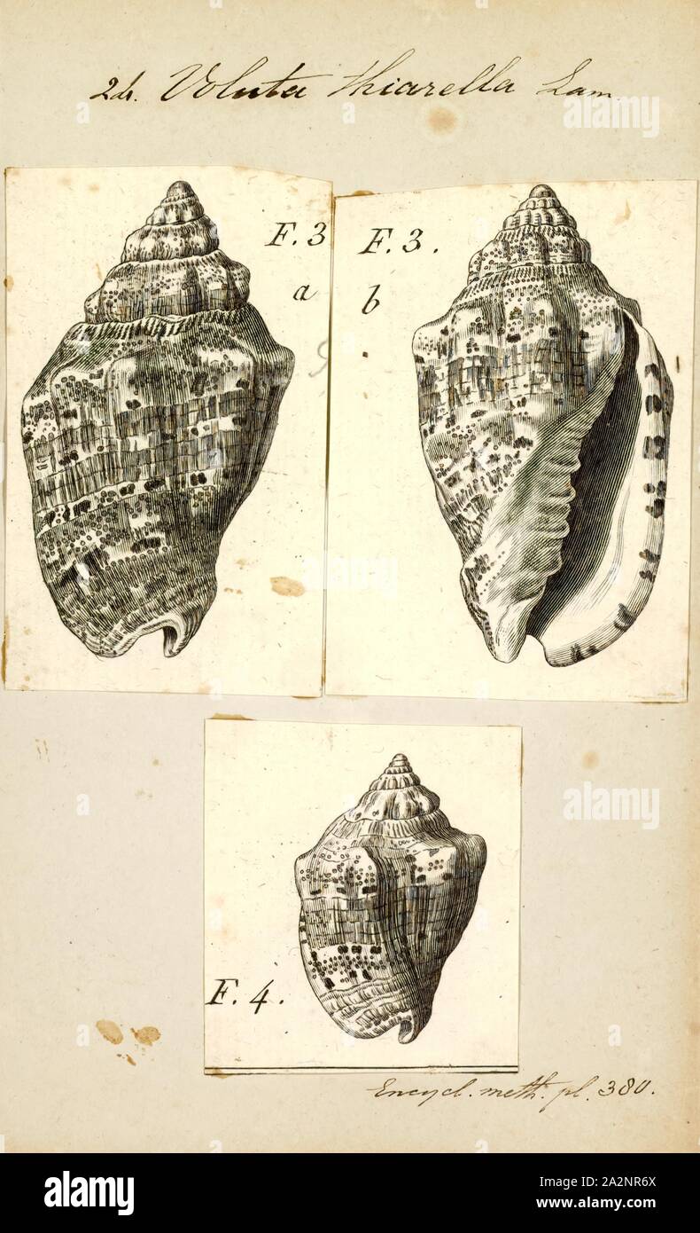 Voluta thiarella Banque de photographies et d’images à haute résolution ...