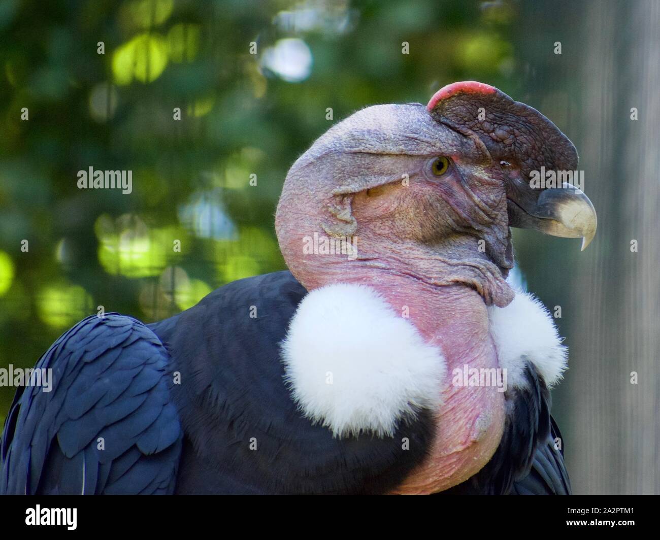 Vert condor Banque de photographies et d’images à haute résolution - Alamy