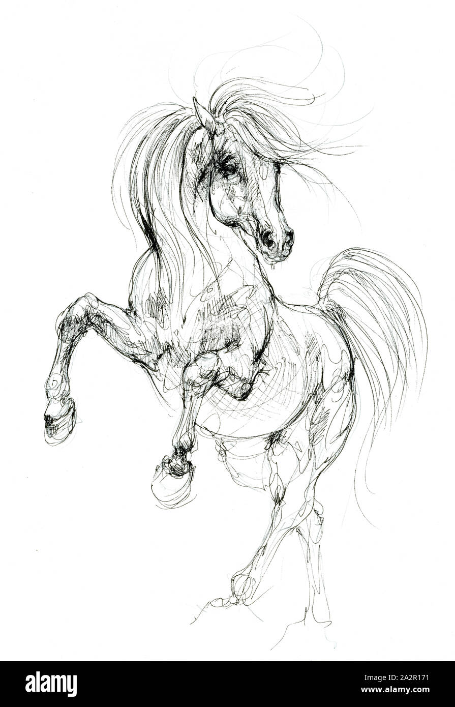 Dessin de cheval Banque d'images détourées - Alamy