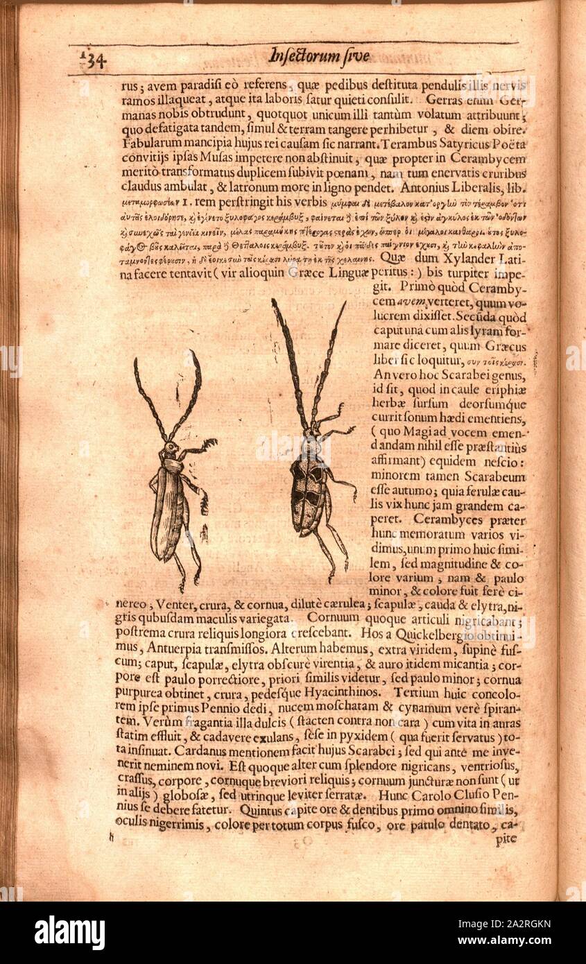 Scarabeus 3 Banque de photographies et d’images à haute résolution - Alamy