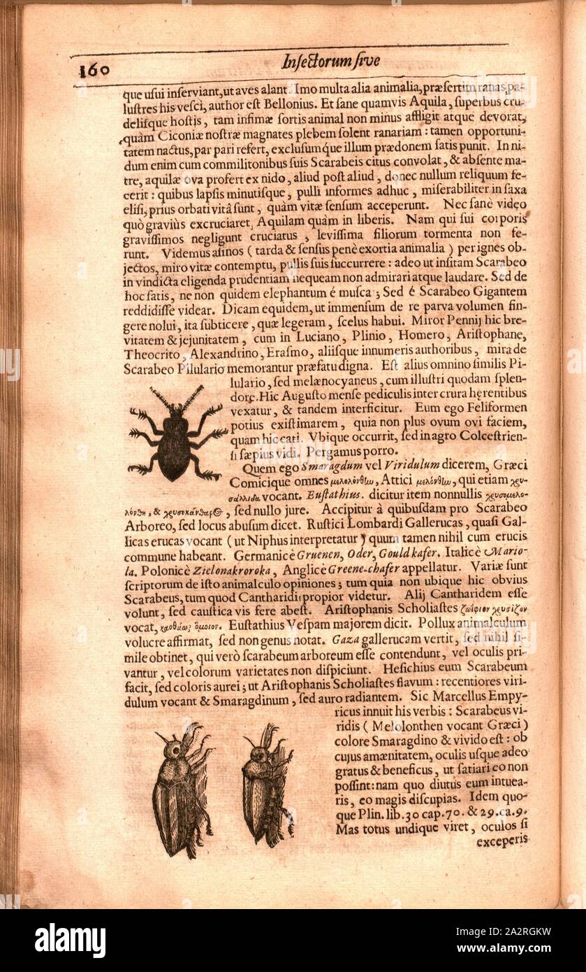 Scarabeus 7 Banque de photographies et d’images à haute résolution - Alamy