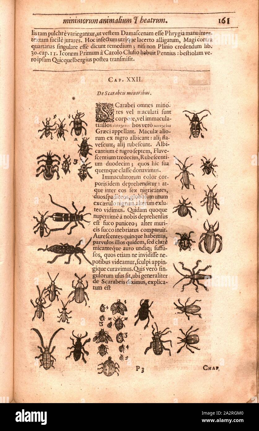 Scarabeus 10 Banque de photographies et d’images à haute résolution - Alamy