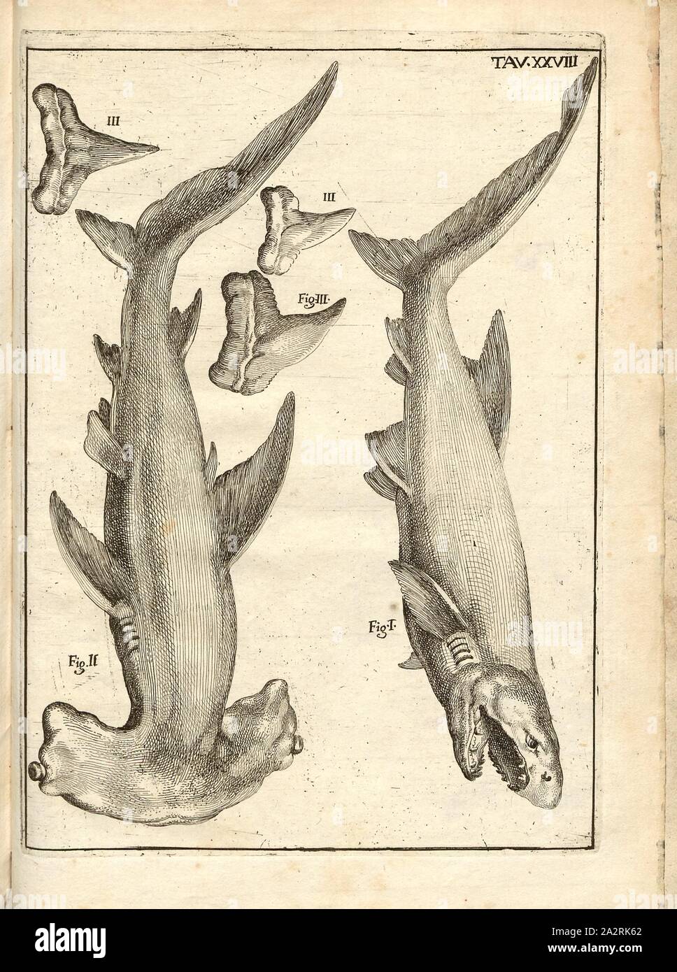 Requins Vaches Banque d'image et photos - Alamy