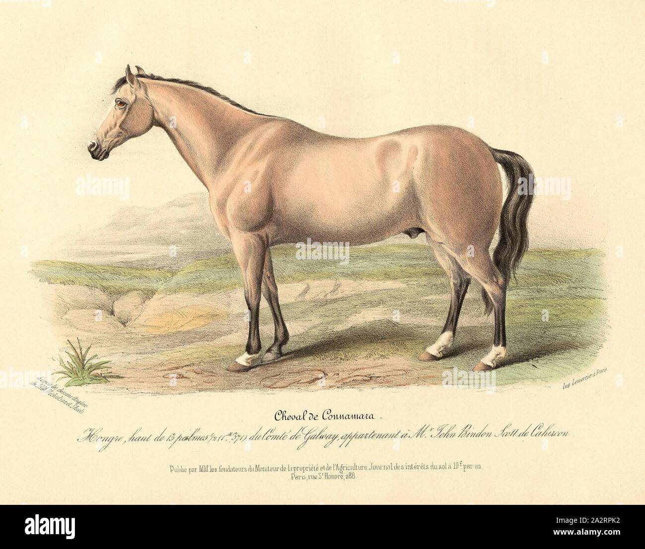 Cheval connamara Banque de photographies et d’images à haute résolution ...