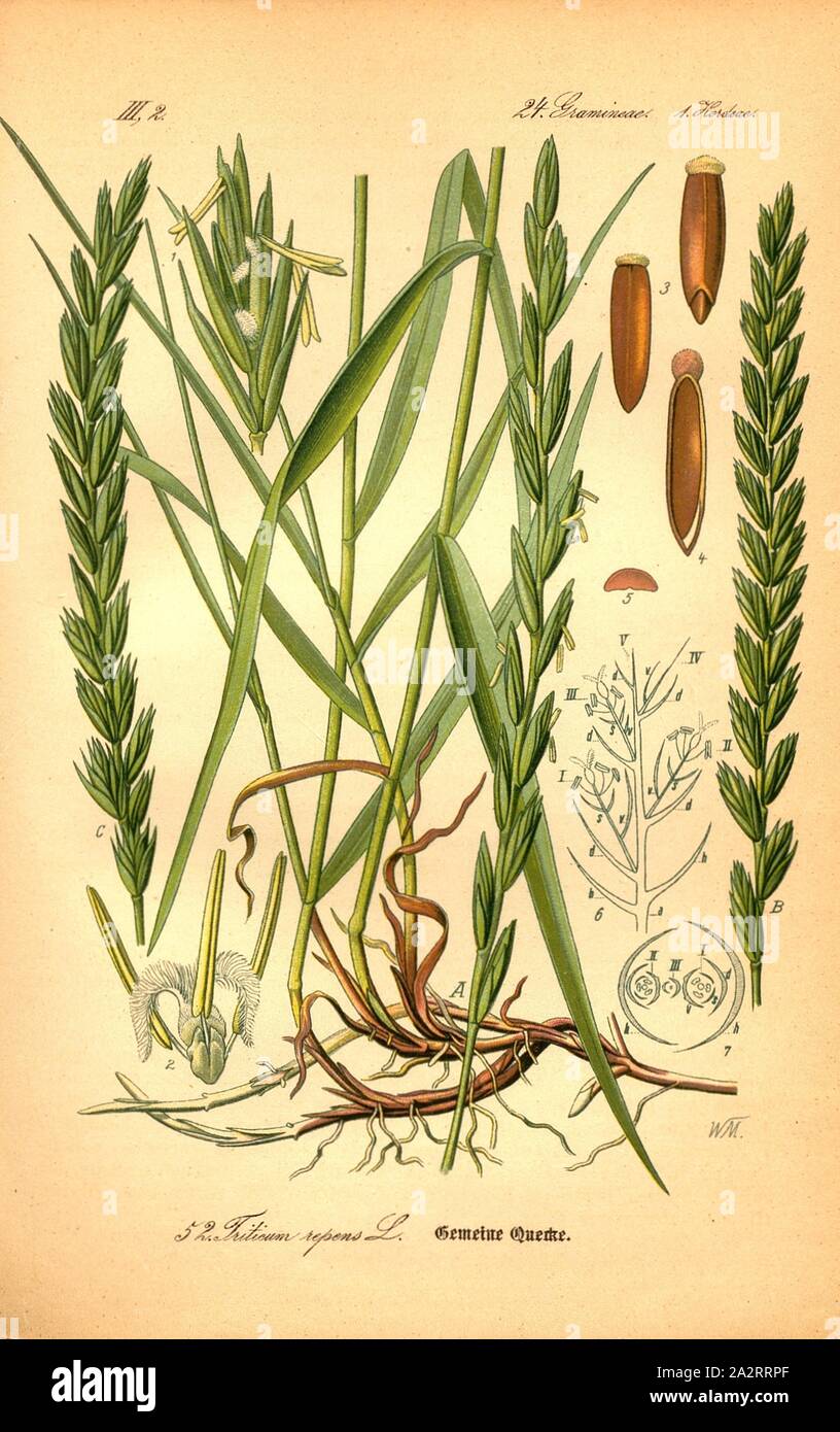 Triticum repens Banque de photographies et d’images à haute résolution ...
