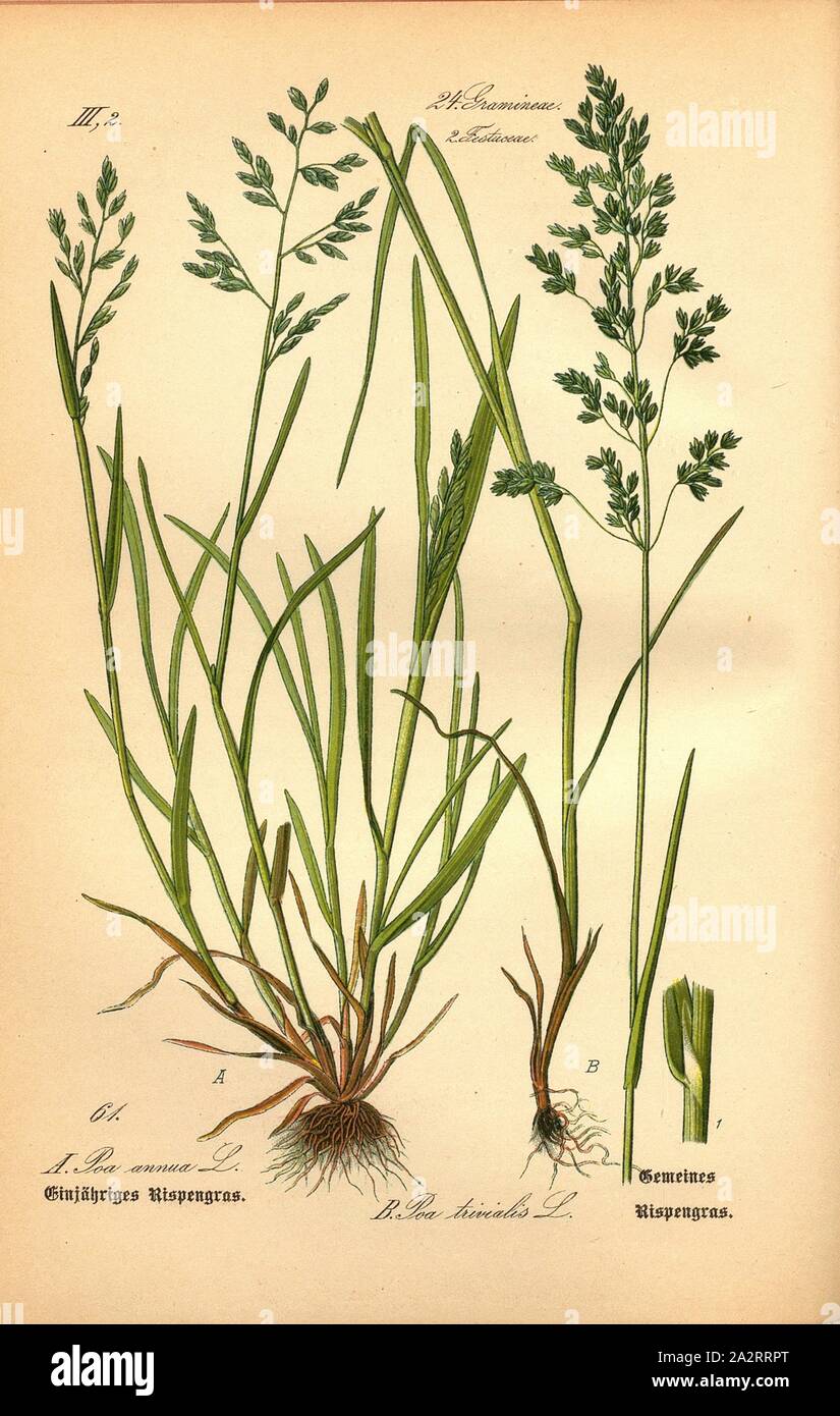 Poa annua l bluegrass annuel Banque de photographies et d’images à ...