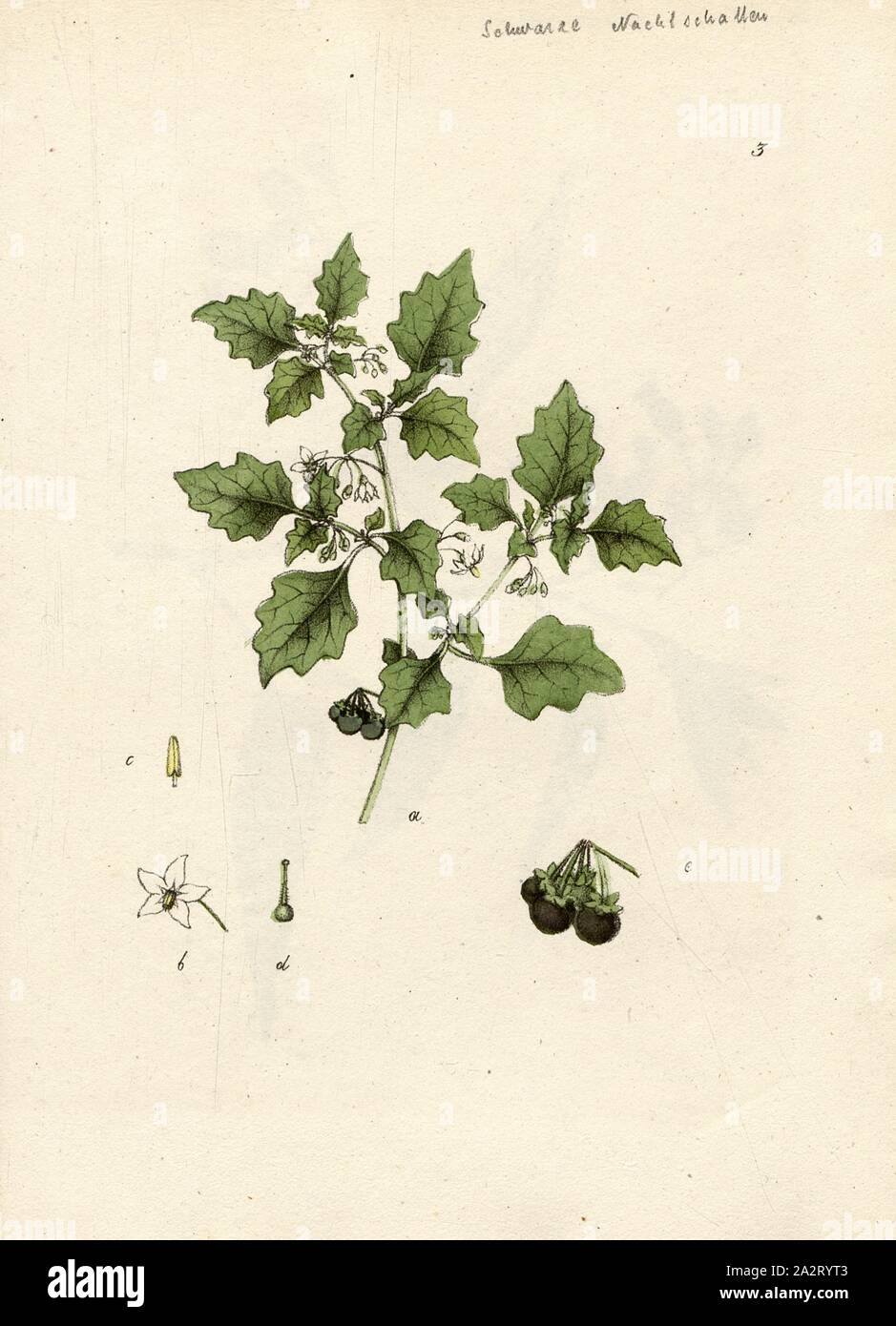 Solanum nigrum l Banque de photographies et d’images à haute résolution ...
