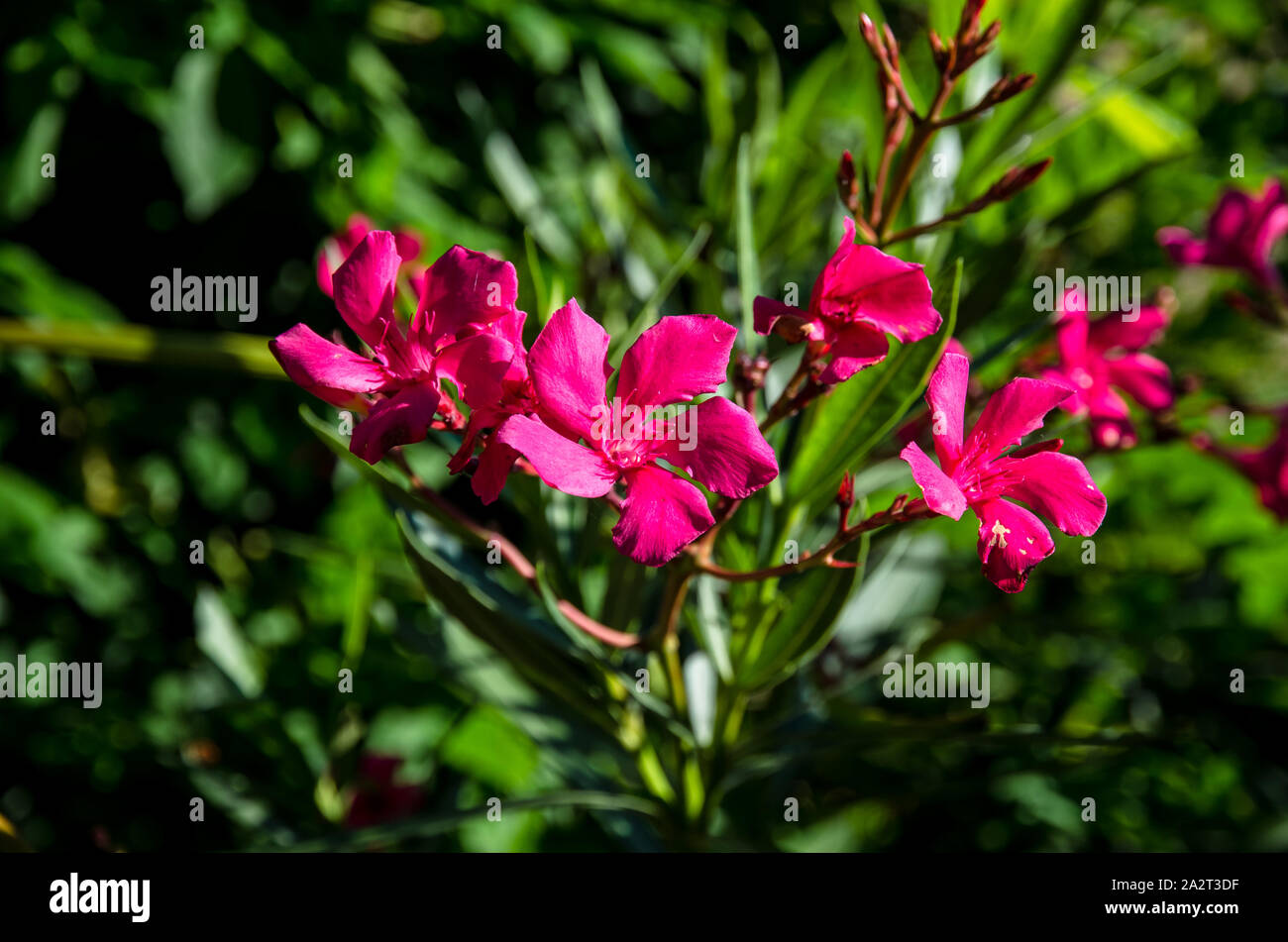 Feuilles de laurier rose Banque de photographies et d’images à haute ...
