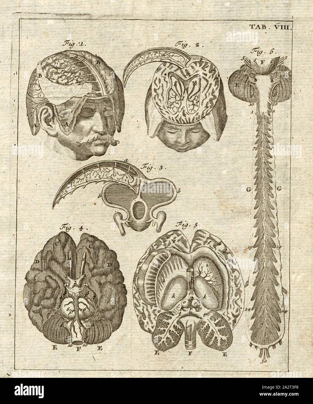 Anatomische tabellen Banque de photographies et d’images à haute ...