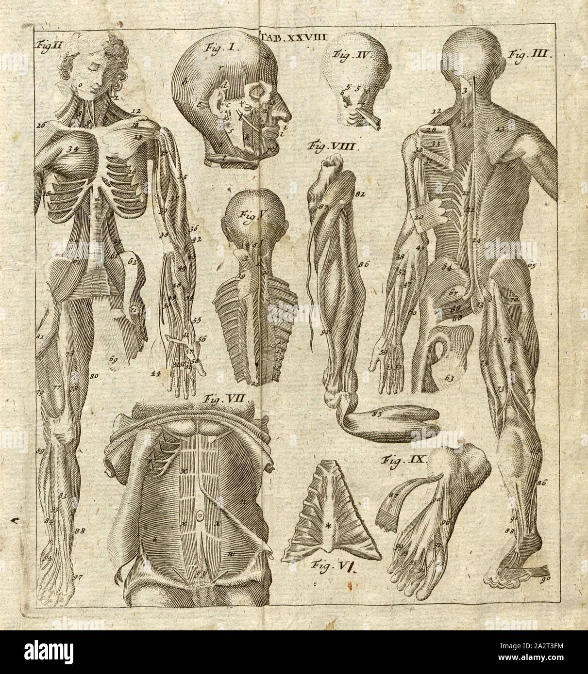 Anatomische tabellen Banque de photographies et d’images à haute ...
