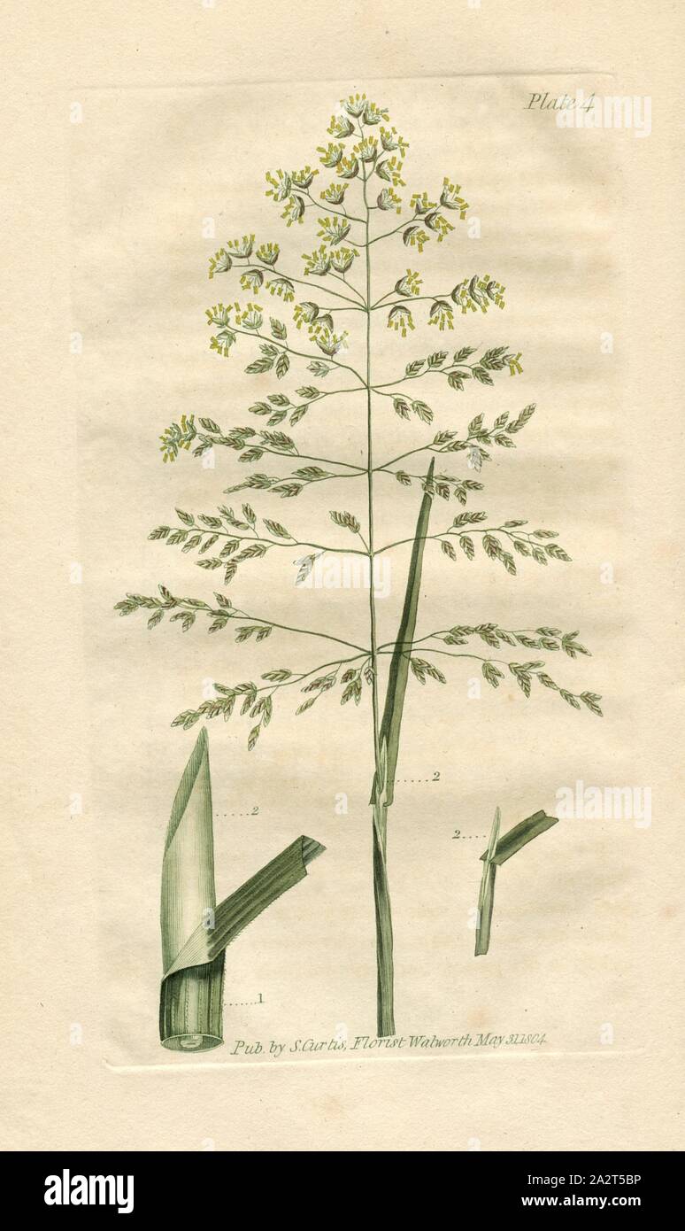 Poa 10 Banque de photographies et d’images à haute résolution - Alamy