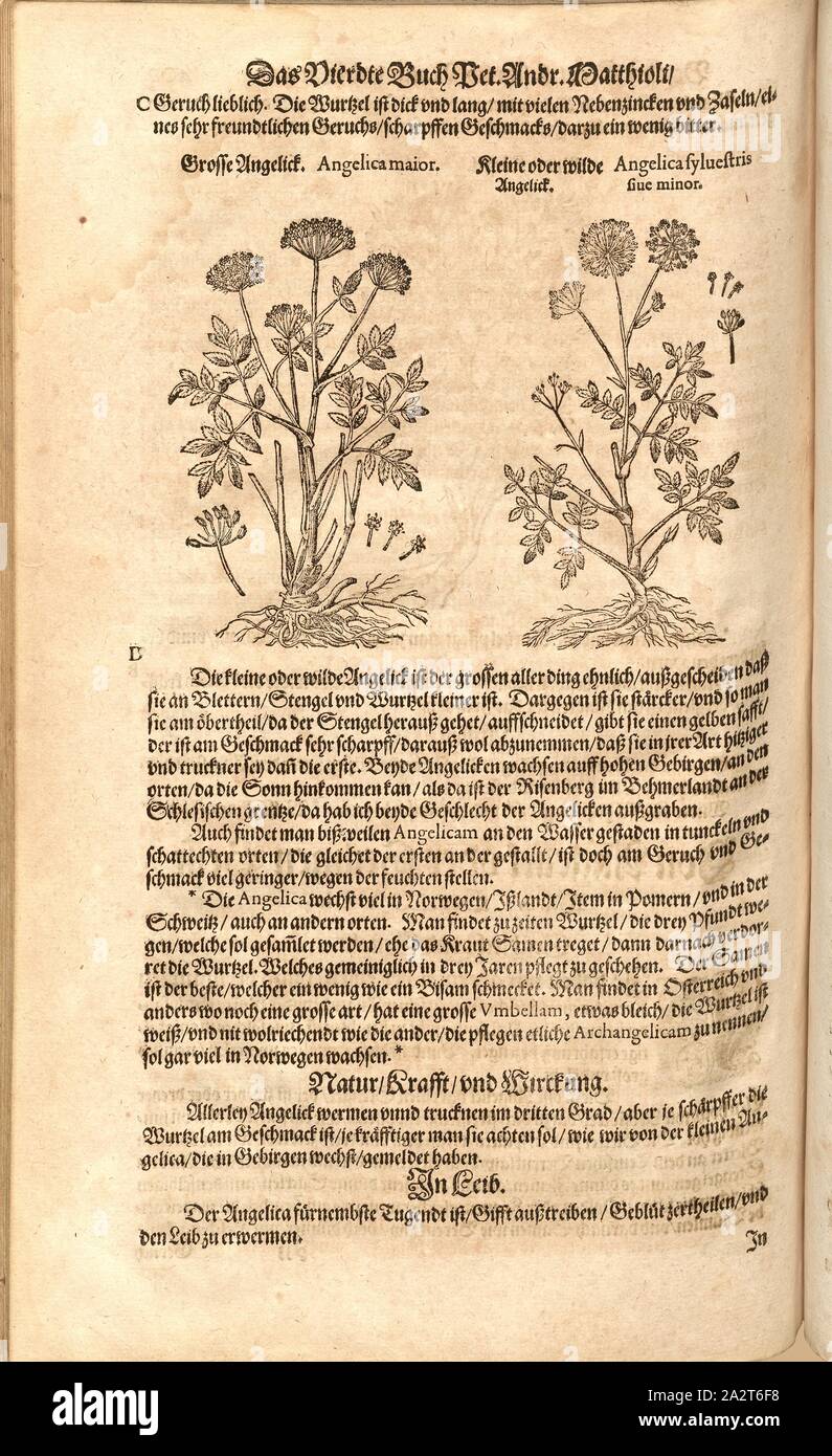 Angelick sauvage Banque de photographies et d’images à haute résolution ...