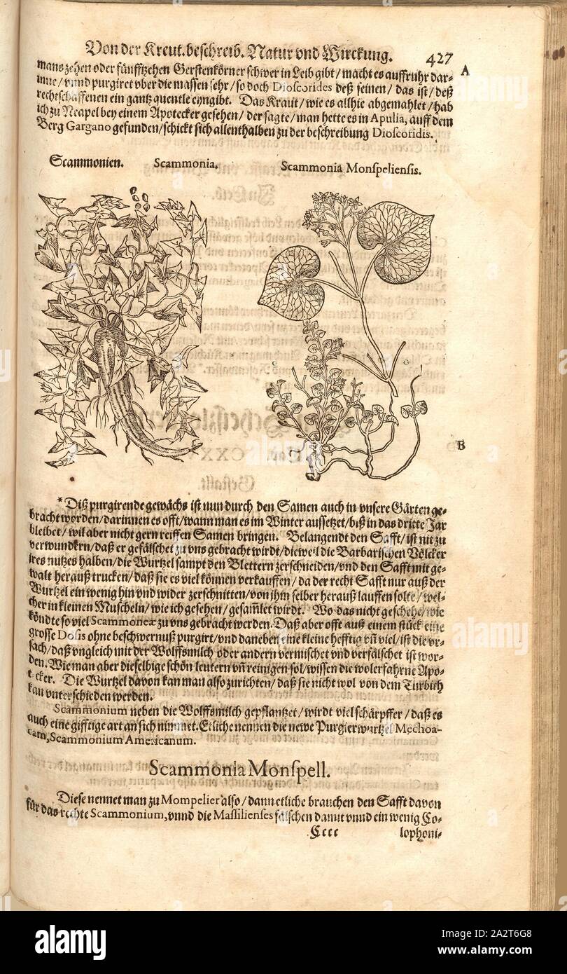 Scammonia et scammonia monspeliensis Banque de photographies et d ...