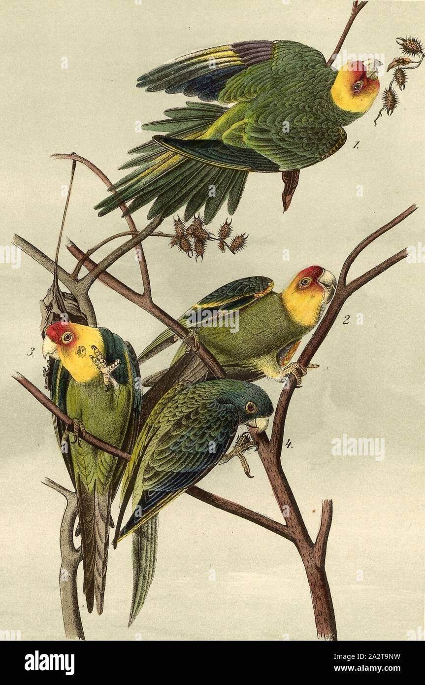 Centurus carolinensis Banque de photographies et d’images à haute ...