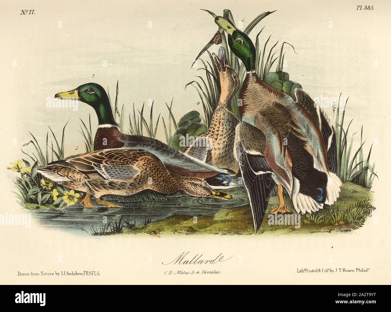 Le Canard colvert, le Canard colvert (Anas platyrhynchos, Anas boschas ...