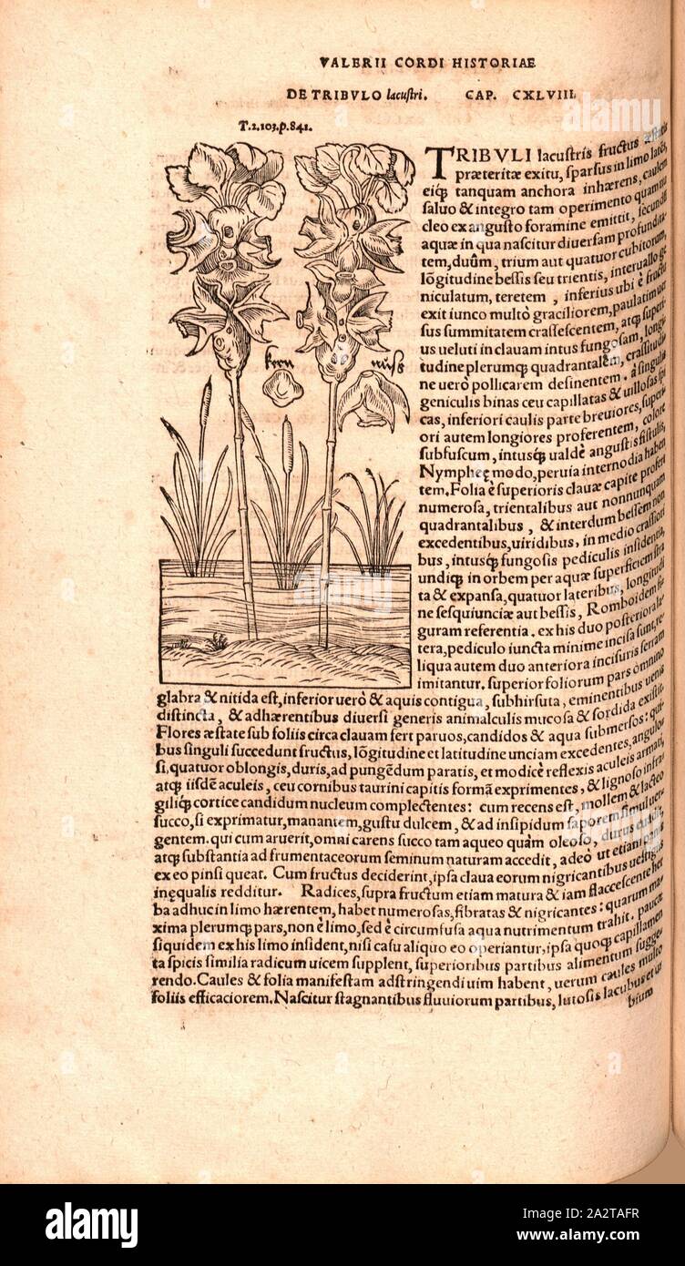 Tribuli lacustris, Illustration d'une plante appelée 16e siècle Tribuli ...