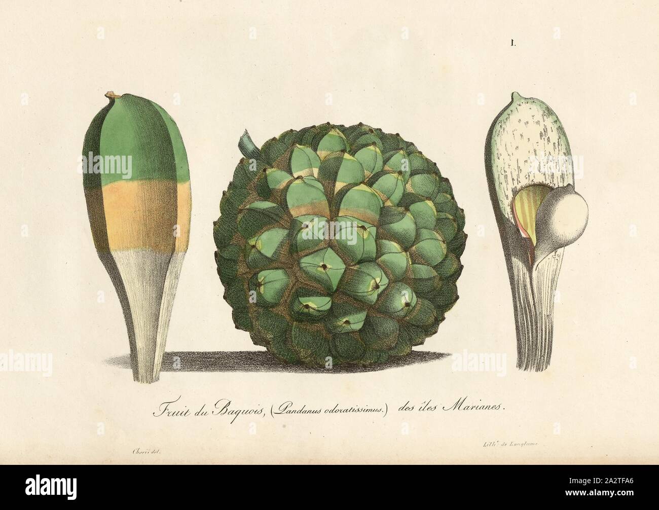 Fruits Baquois des îles Mariannes, fruit de l'Pandane, signé : dess. et ...