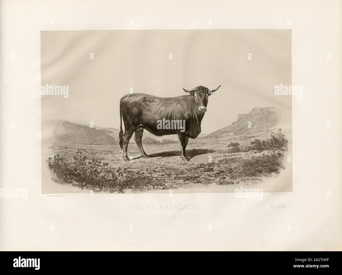 Bazadaise cattle Banque de photographies et d’images à haute résolution ...