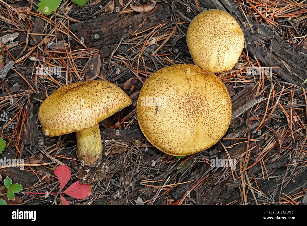 Gros champignons bruns Banque de photographies et d’images à haute ...