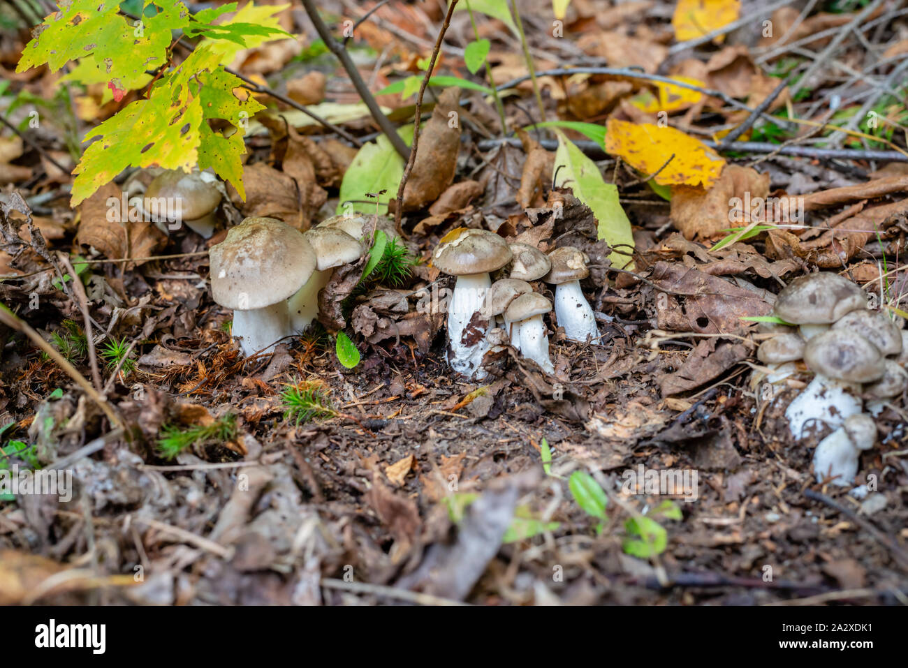 Types de champignons Banque de photographies et d’images à haute ...