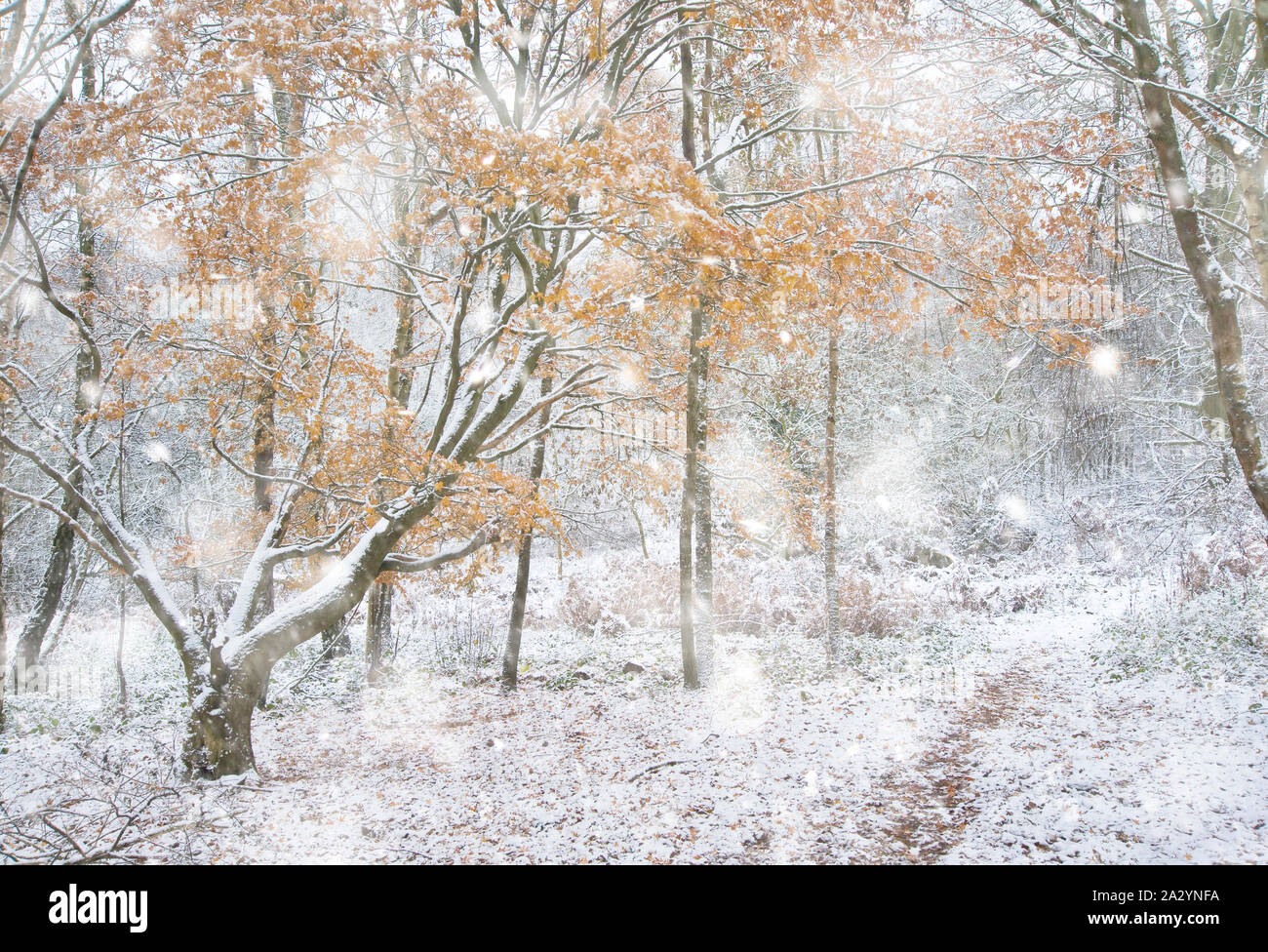 Très beau sentier à travers la forêt avec neige au sol et la couleur en ...