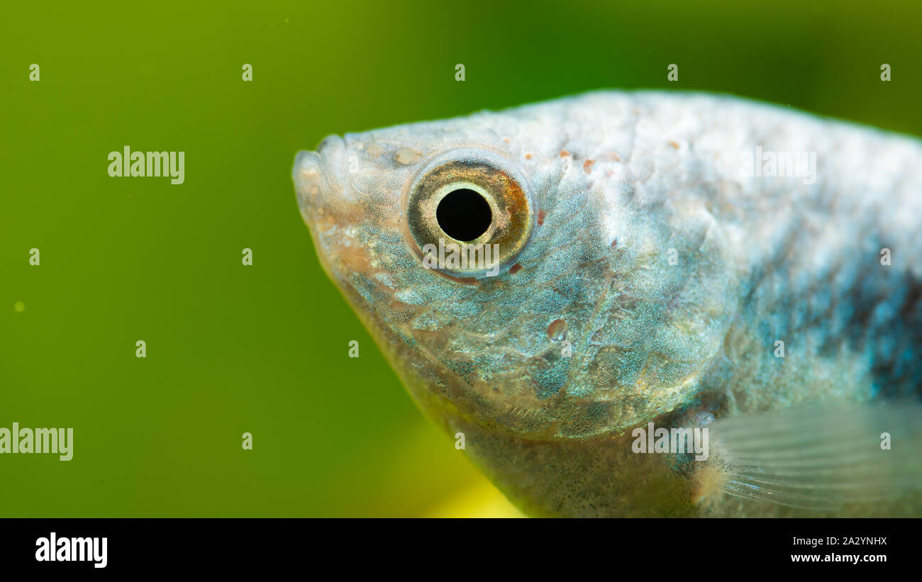 Poissons d'aquarium avec nageoires et queue jaunes Banque de ...